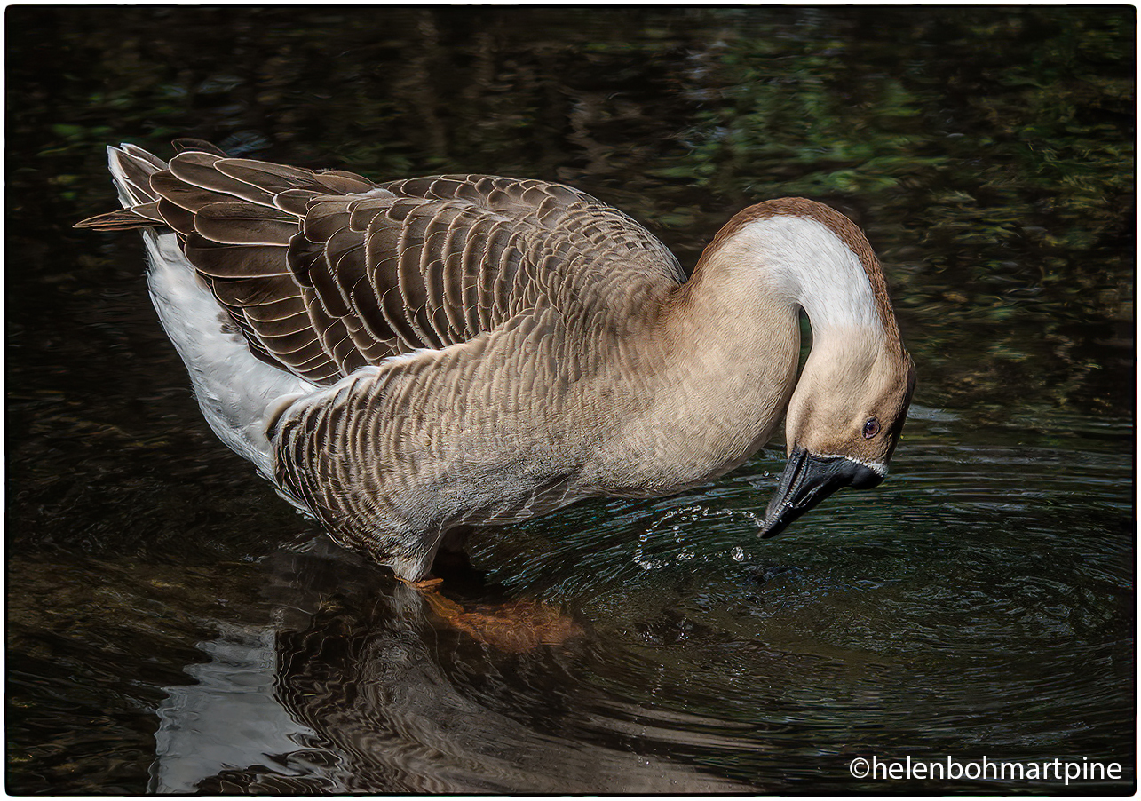 Visiting with Chuck and Helen Pine – Sierra Club Photo NYC