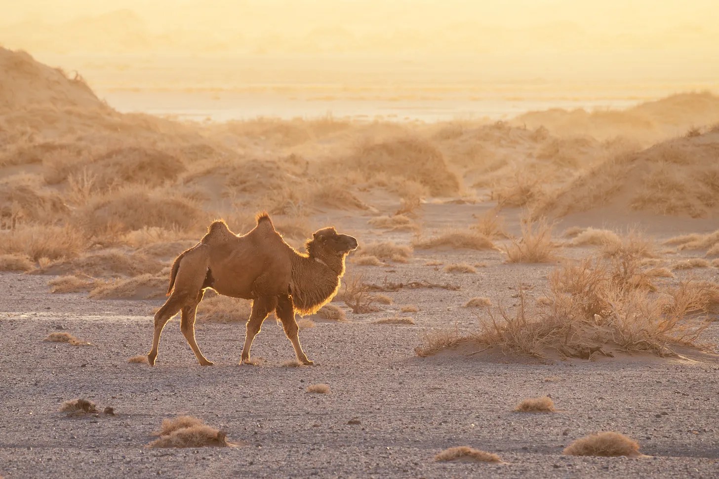 Wild Camel Protection Foundation USA – Sierra Club Photo NYC